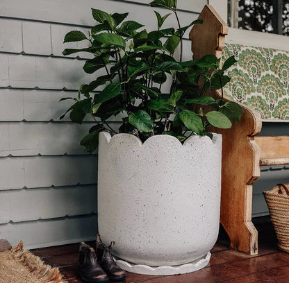 Big Daisy – Wander + Laze